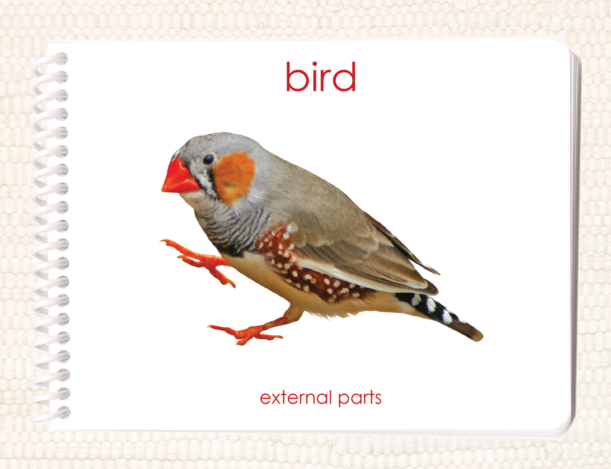Parts of the Bird Book