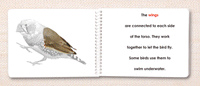 Parts of the Bird Book