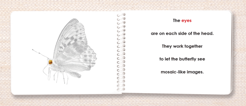 Parts of the Butterfly Book
