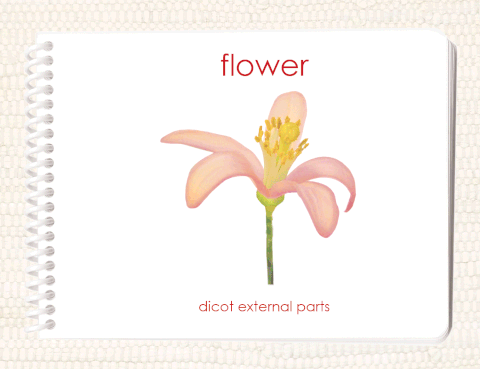 Parts of the Flower (Dicot) Book & Card Set – Maitri Learning