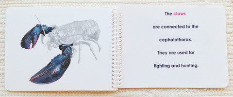 Montessori Invertebrate Anatomy Book Set – Maitri Learning