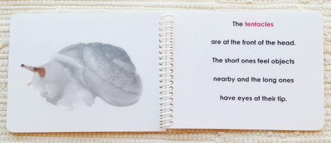 Montessori Invertebrate Anatomy Book Set – Maitri Learning