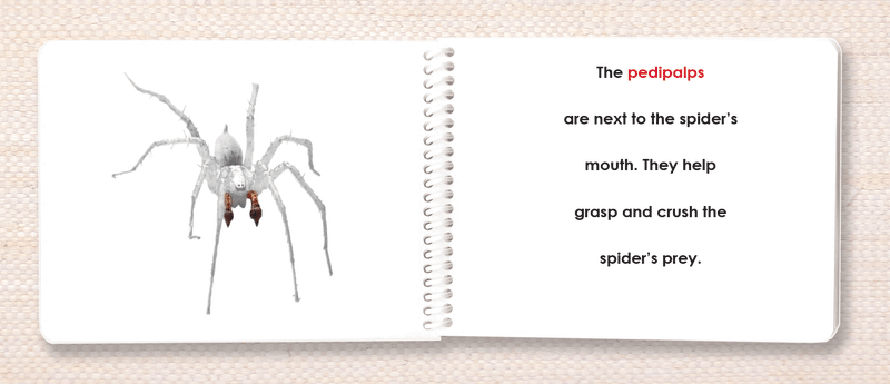 Parts of the Spider Book