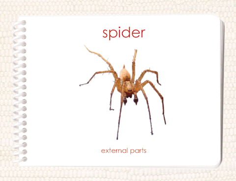 Montessori "Parts of" the Spider Reading Classification Cards – Maitri ...