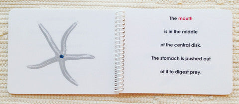 Montessori Invertebrate Anatomy Book Set – Maitri Learning