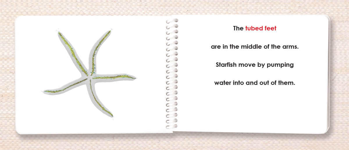 Parts of the Sea Star Book