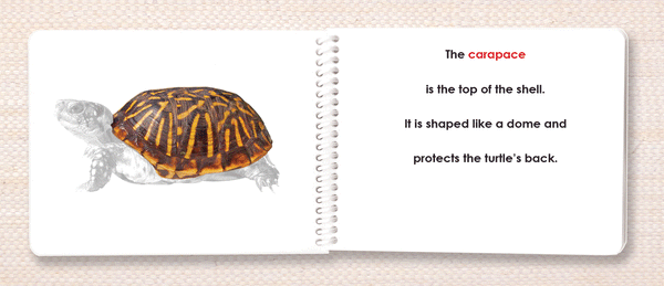 Parts of the Turtle Book