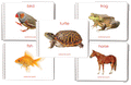 Montessori Vertebrate Anatomy Book Set