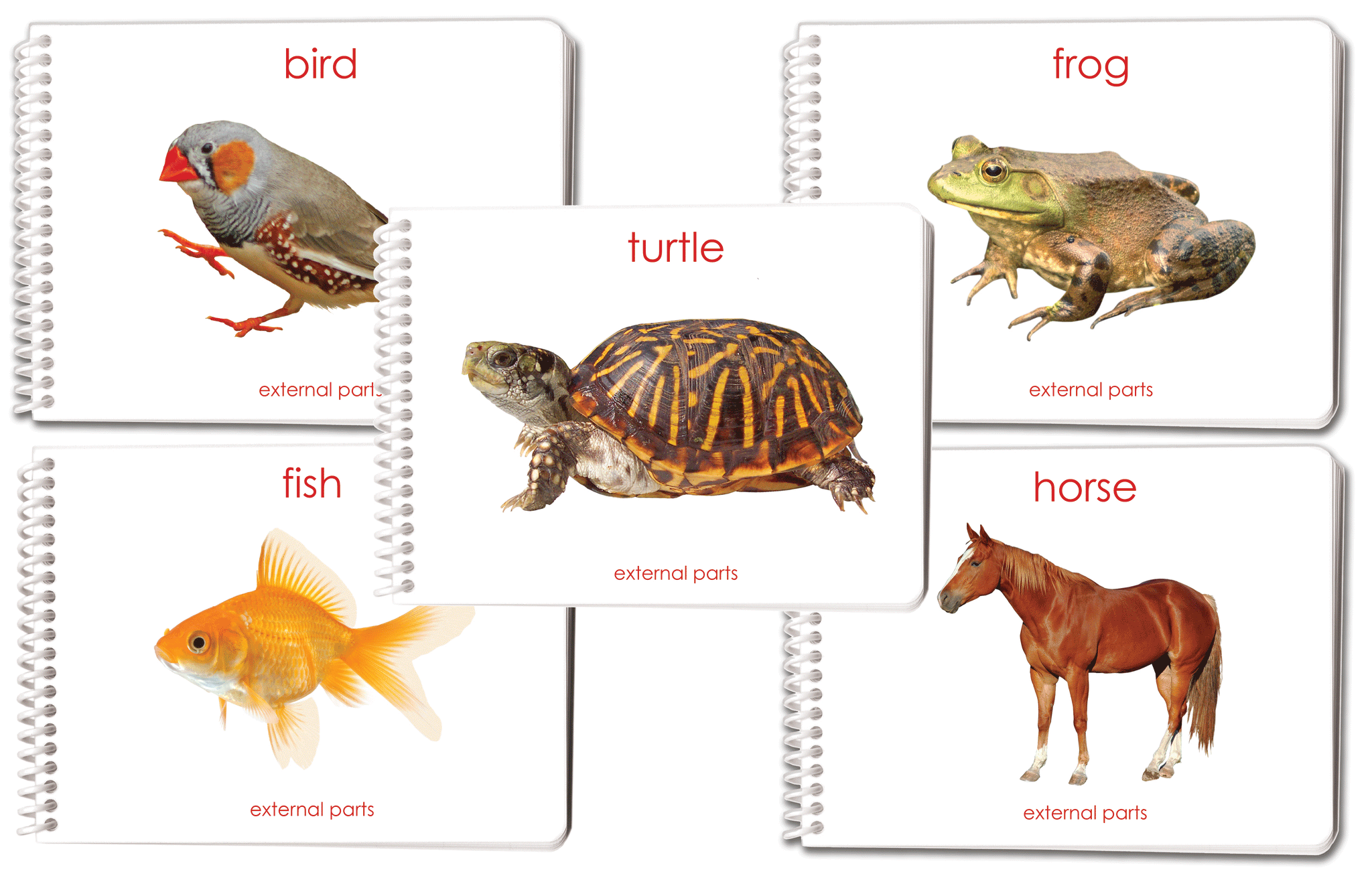 Montessori Vertebrate Anatomy Book Set