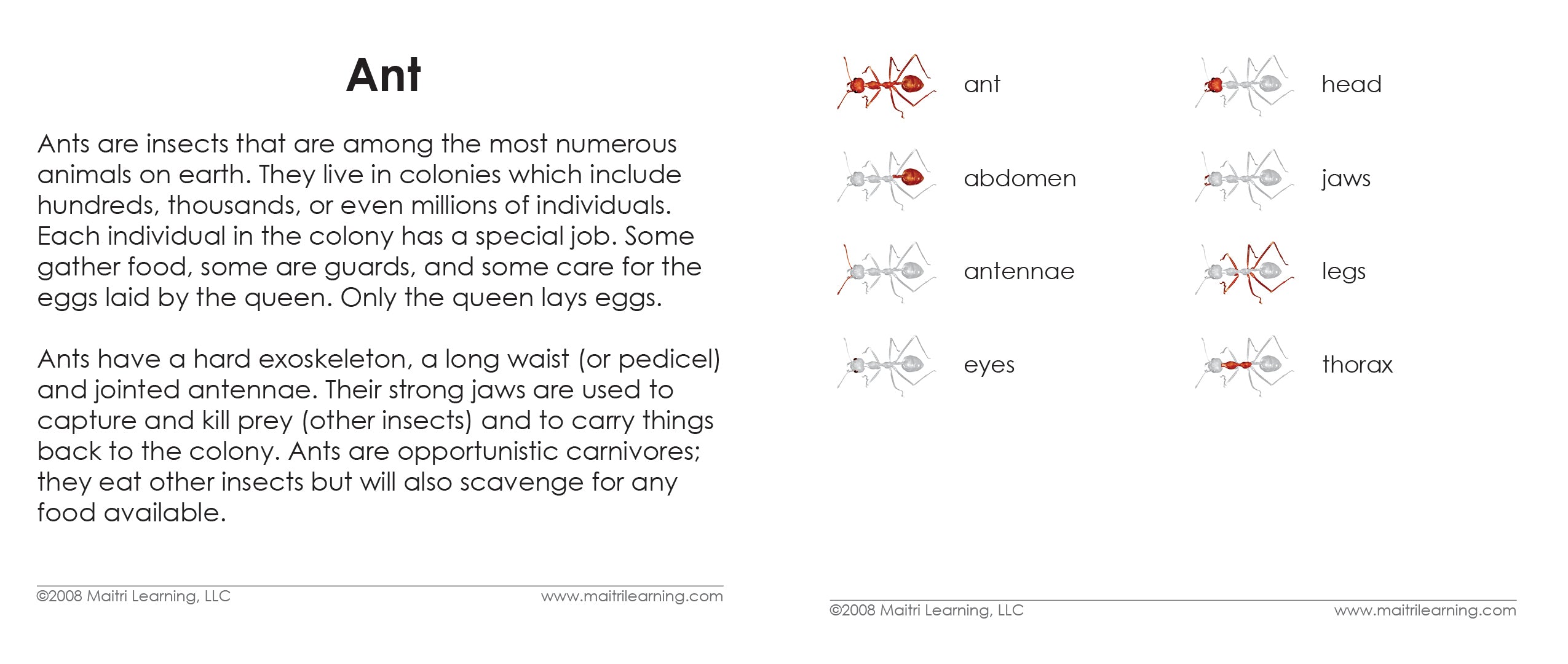 Montessori "Parts of" the Ant Reading Classification Cards – Maitri ...