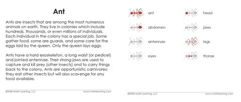 Montessori "Parts of" the Ant Reading Classification Cards – Maitri ...