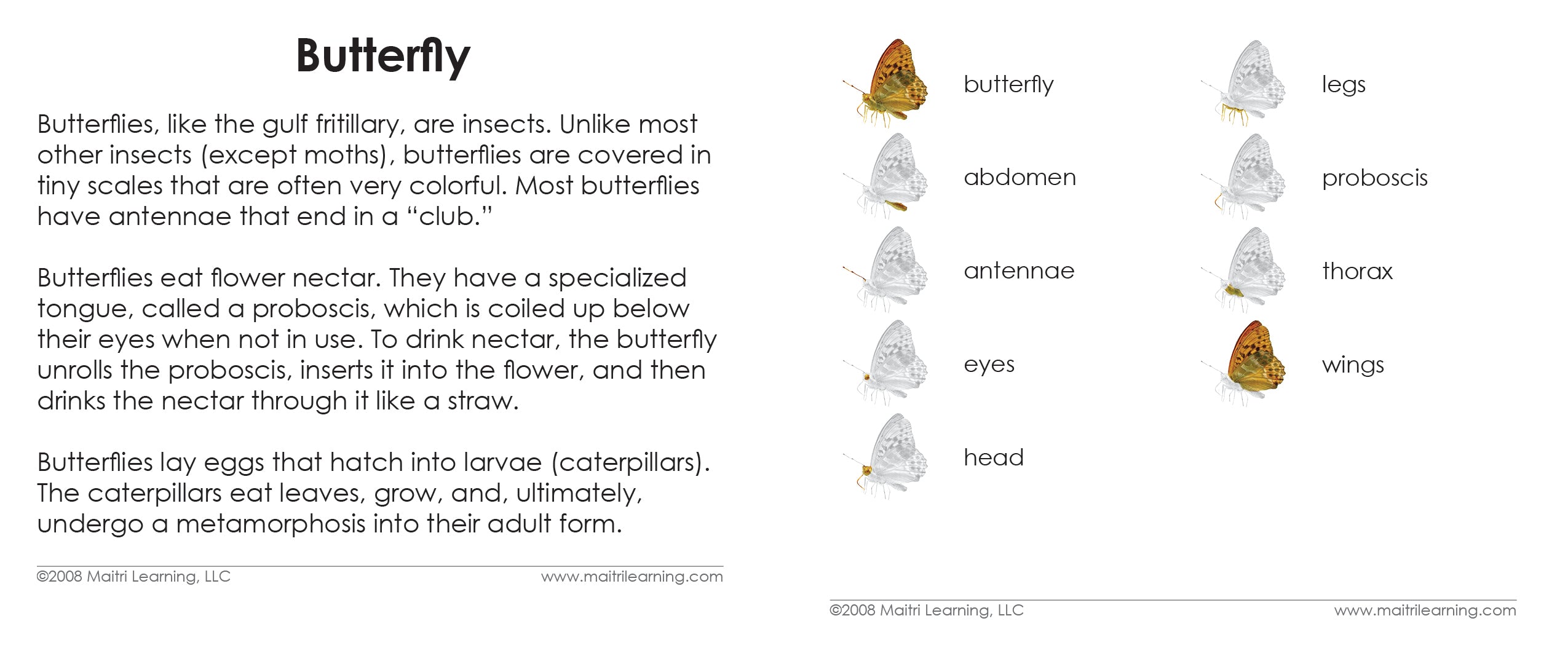 Montessori "Parts of" the Butterfly Reading Classification Cards ...