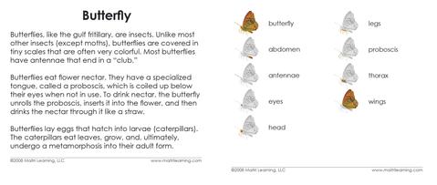 Parts of the Butterfly Montessori Vocabulary Cards – Maitri Learning