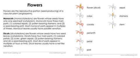 Montessori Flower Definition Cards – Maitri Learning