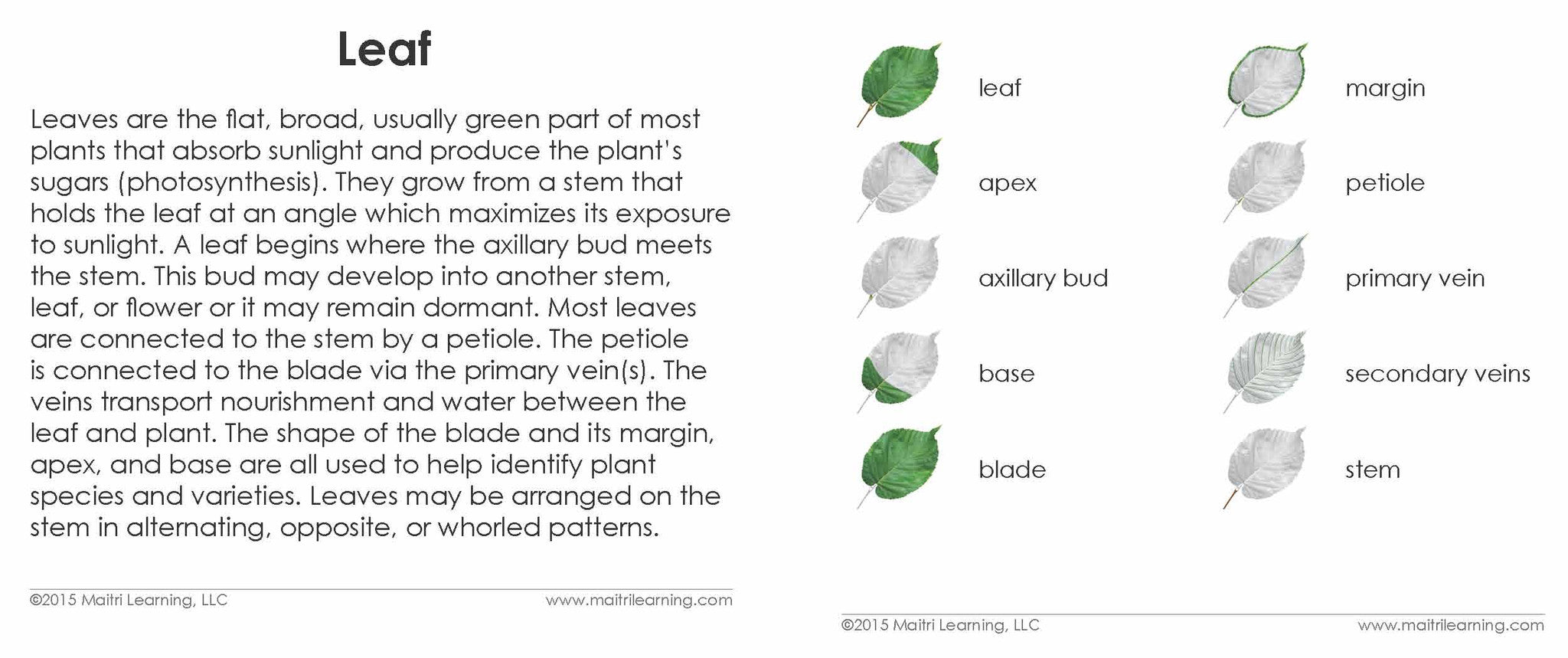 Montessori Leaf Definition Cards – Maitri Learning