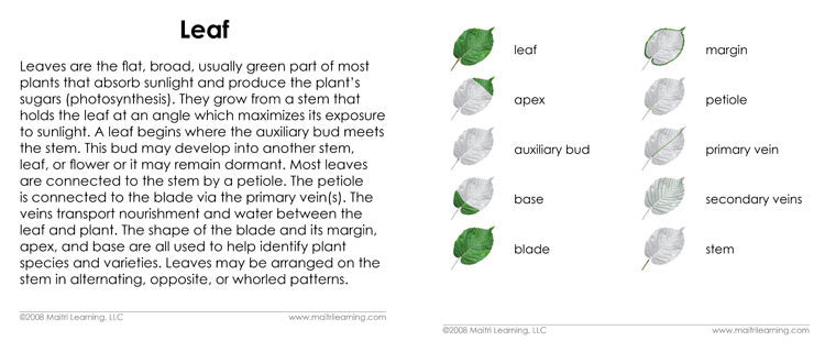 Parts of the Leaf Book – Maitri Learning