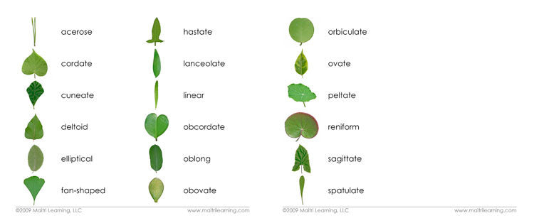 Montessori Leaf Shape (Botany Cabinet) Definition Cards – Maitri Learning