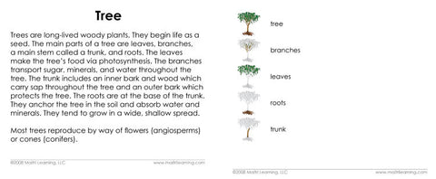 Parts of the Tree Book & Card Set – Maitri Learning
