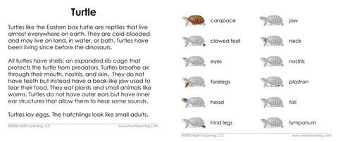 Parts of the Turtle Book & Card Set – Maitri Learning