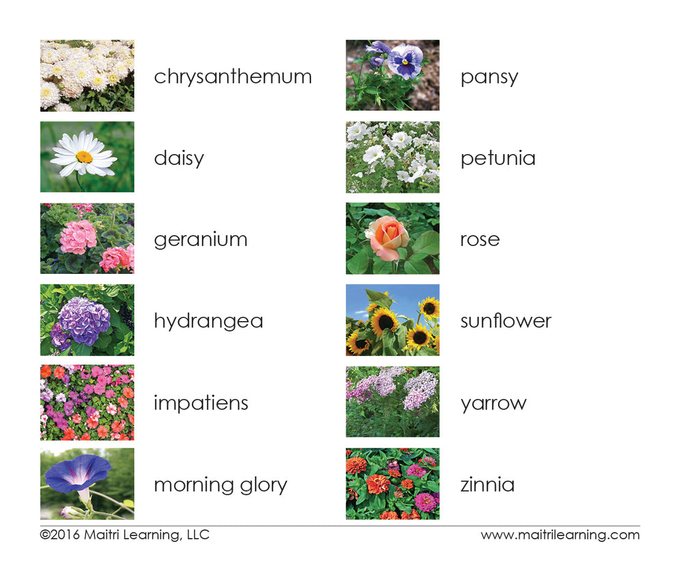 Garden Flowers Montessori Cards