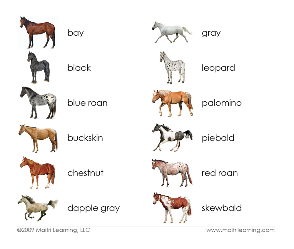 Horse Montessori Vocabulary Cards