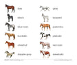 Horse Montessori Vocabulary Cards