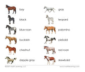 Horse Montessori Vocabulary Cards