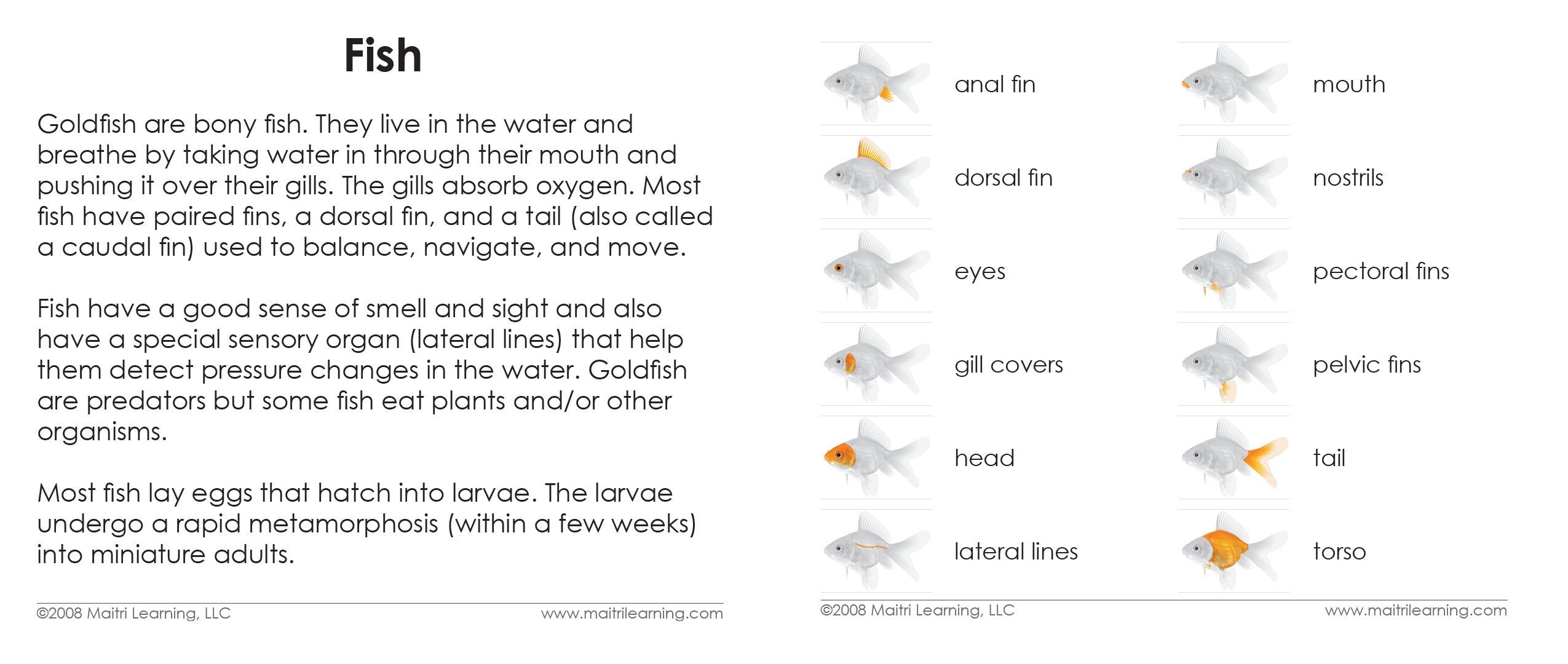 Montessori "Parts of" the Fish Reading Classification Cards – Maitri ...