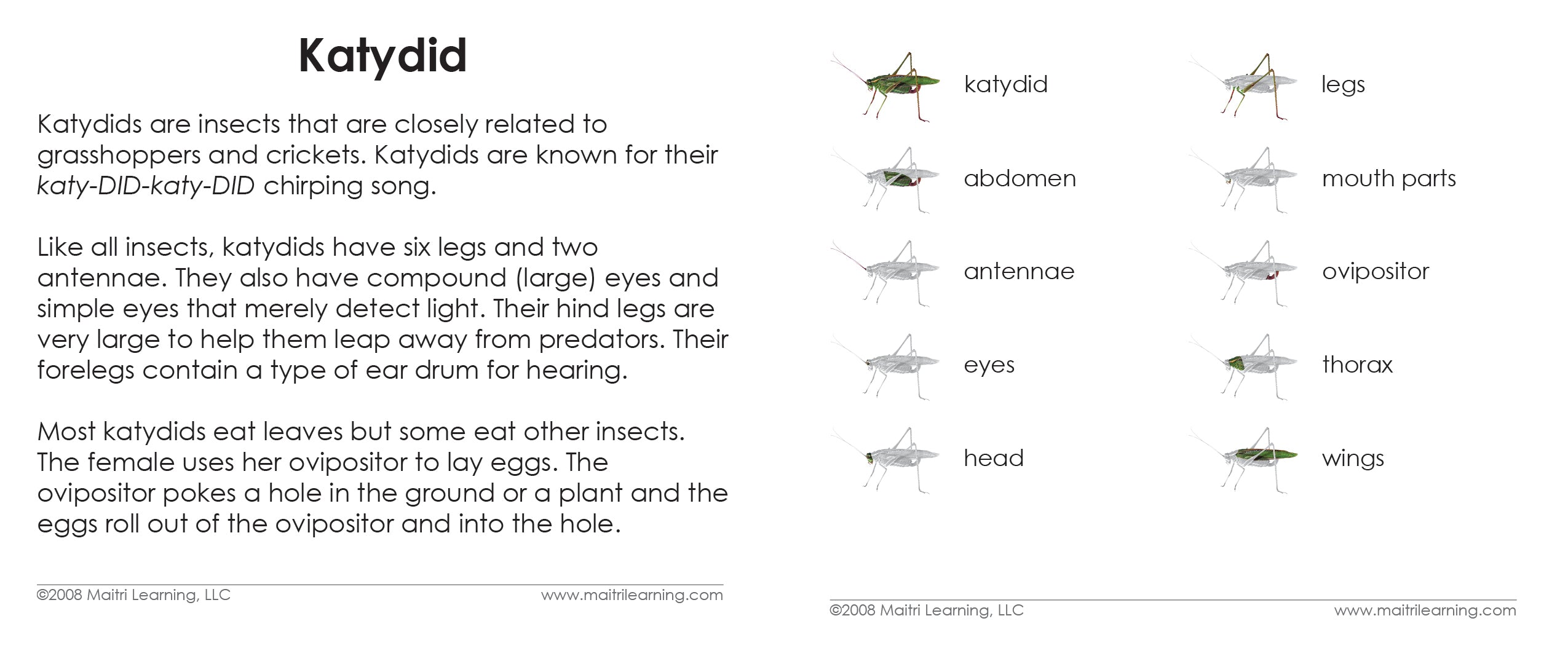 Parts of the Katydid Book & Card Set – Maitri Learning