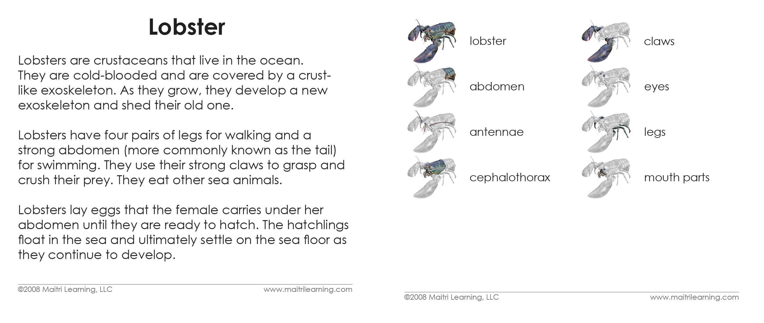 Montessori "Parts of" the Lobster Reading Classification Cards – Maitri ...