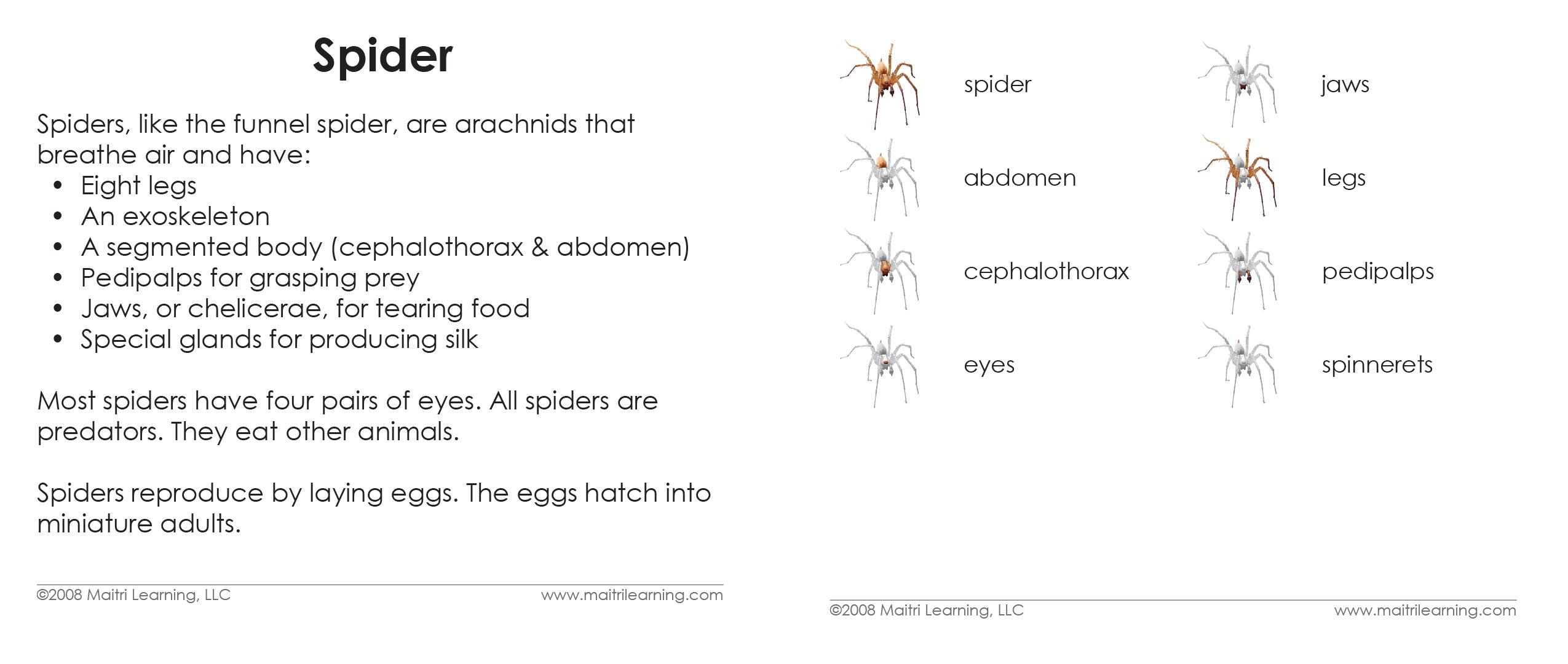 Parts of the Spider Book – Maitri Learning