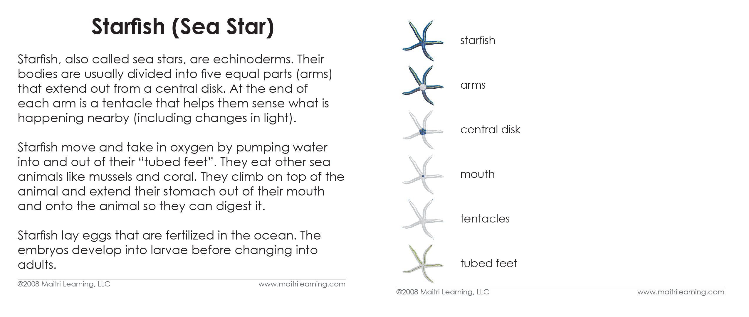 Parts of the Sea Star Book – Maitri Learning
