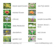 Wildflowers Montessori Vocabulary Cards