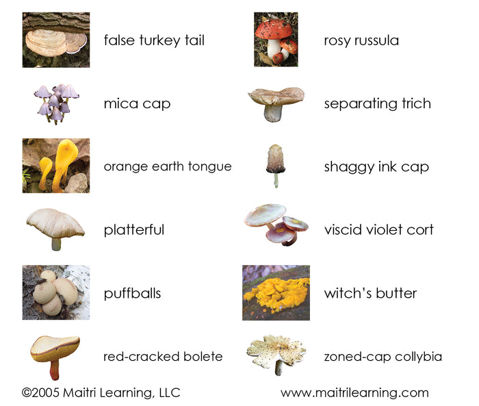 Fungi Kingdom Montessori Zoology Cards