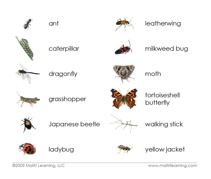 Insects Matching