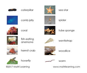 Invertebrates Montessori Zoology Cards