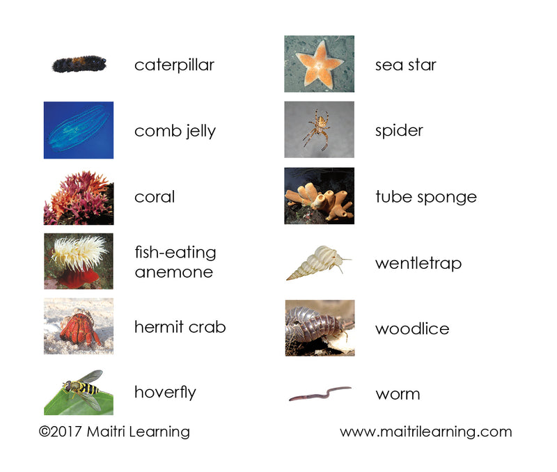 Invertebrates Montessori Zoology Cards