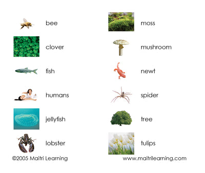 Living Montessori Zoology Cards