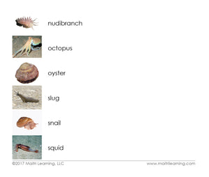 Mollusks Montessori Zoology Cards
