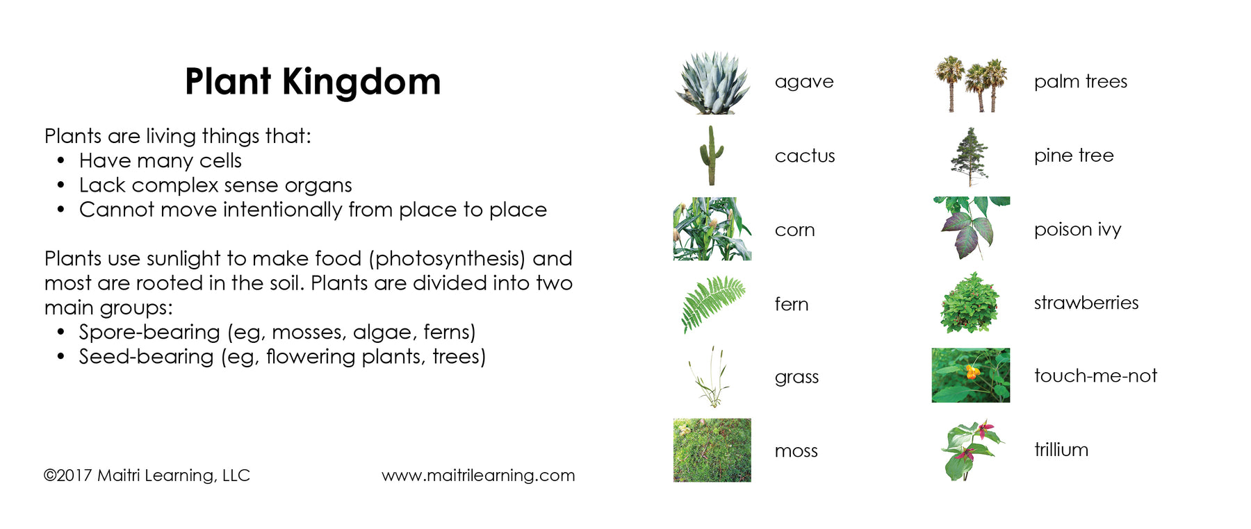 Plant Kingdom Montessori Zoology Cards