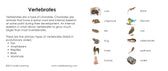 Vertebrates Montessori Zoology Cards