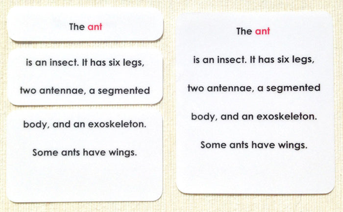 Montessori Ant Definition Cards