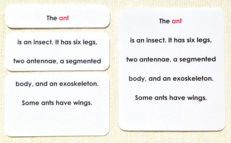 Montessori Ant Definition Cards