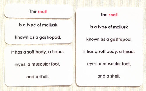 Montessori Snail Definition Cards