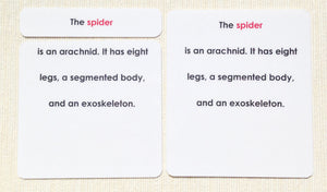 Montessori Spider Definition Cards