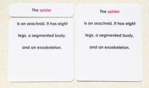 Montessori Spider Definition Cards