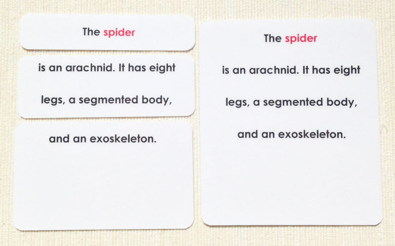 Montessori Spider Definition Cards