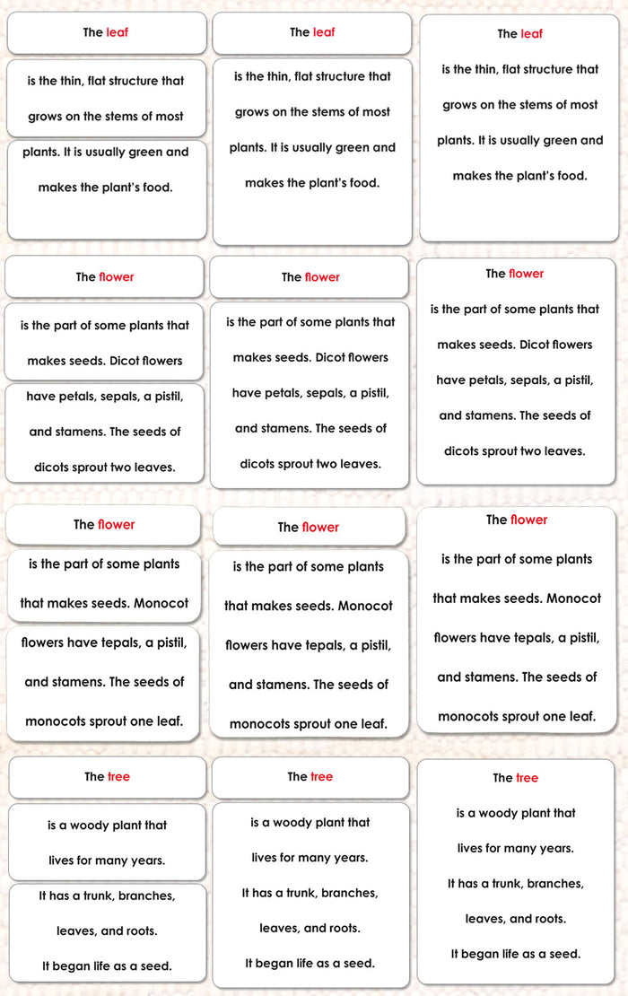 Montessori Definition Cards