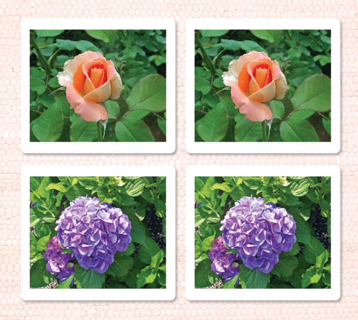 Garden Flowers Matching – Maitri Learning