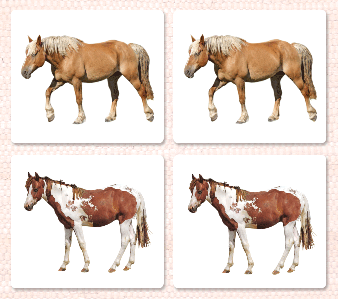 Imperfect Horses (Coat Colors) Matching – Maitri Learning